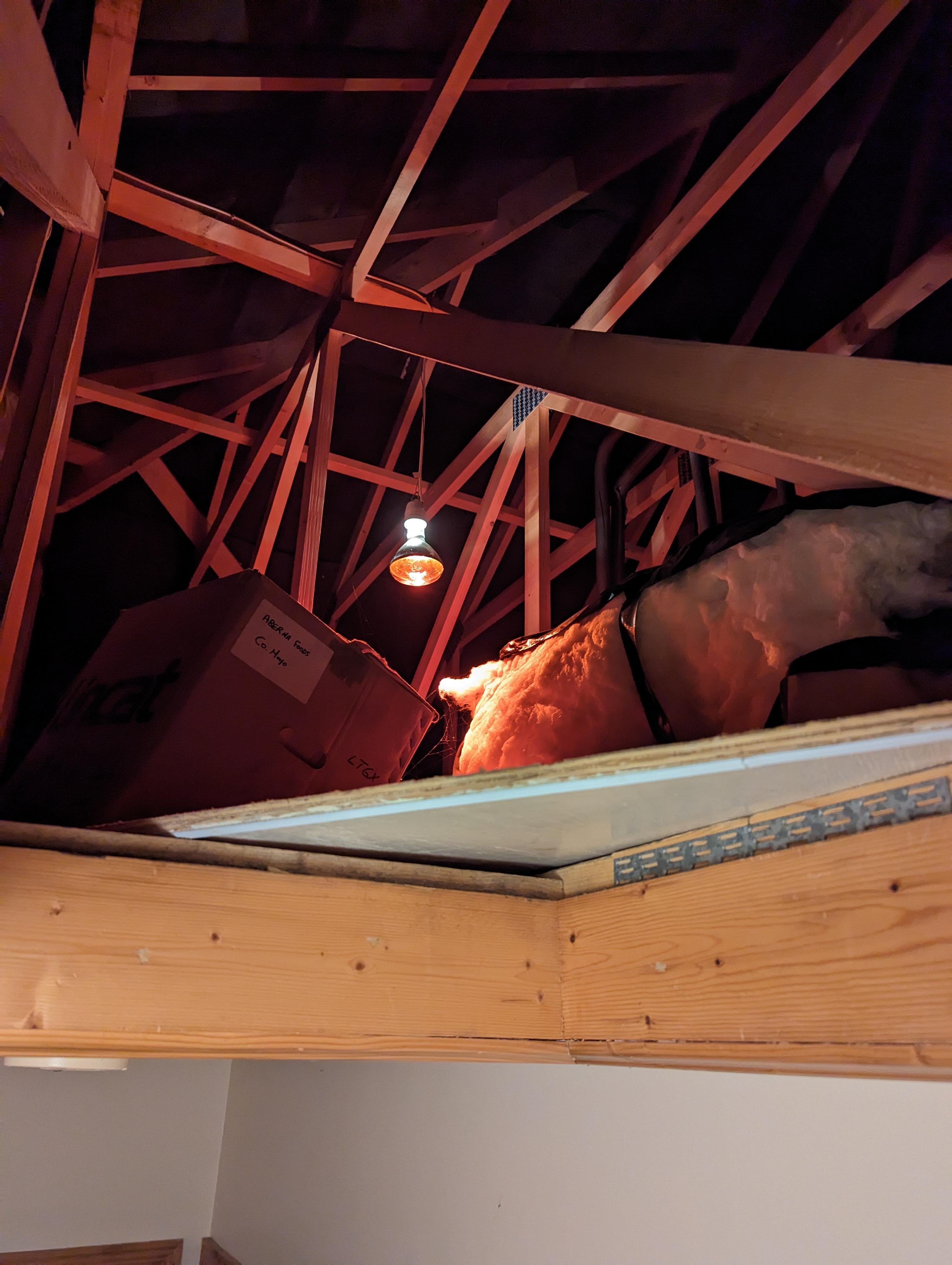 heat lamp in the attic, we rent and were totally unaware of this, how ...