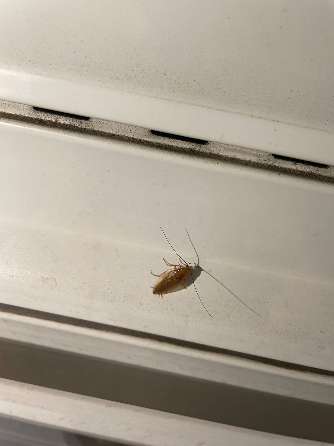 What type of cockroach is this? - EUROPE SAYS