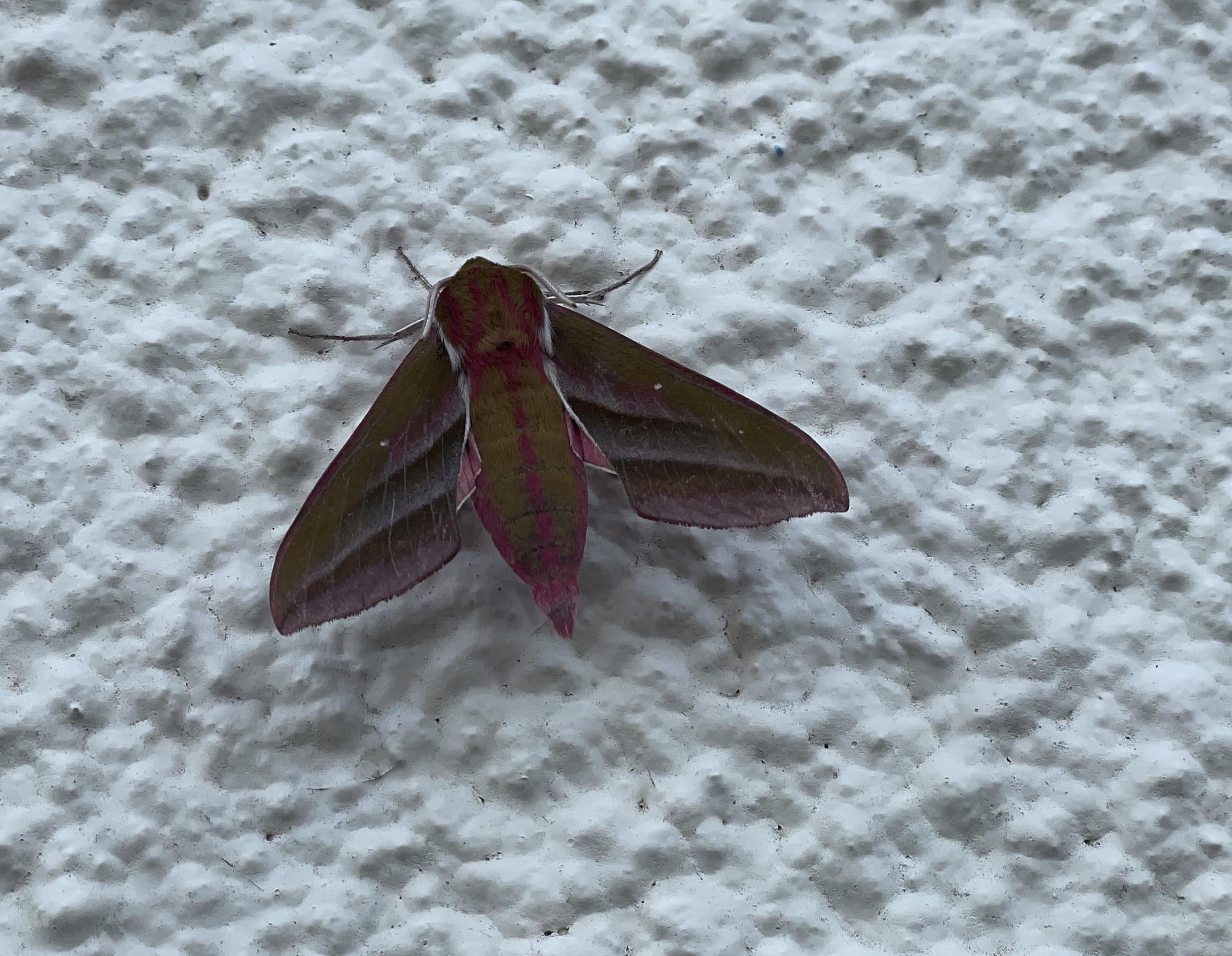 Elephant Hawk Moth - EUROPE SAYS